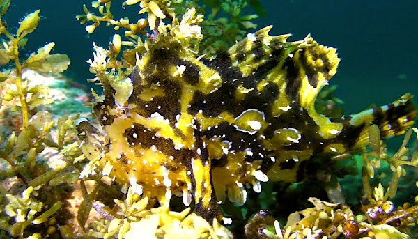 Sargassum Frogfish | Project Noah