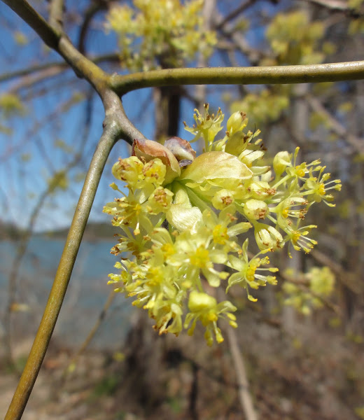 Sassafras | Project Noah