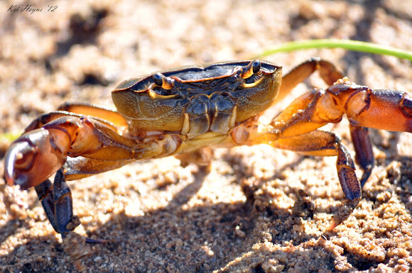 Cape River Crab | Project Noah