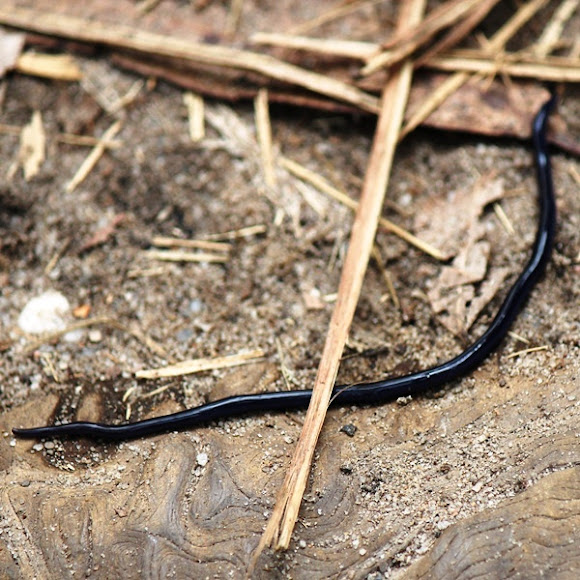 Terrestrial Flatworm | Project Noah