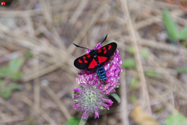 Five-spot Burnet | Project Noah