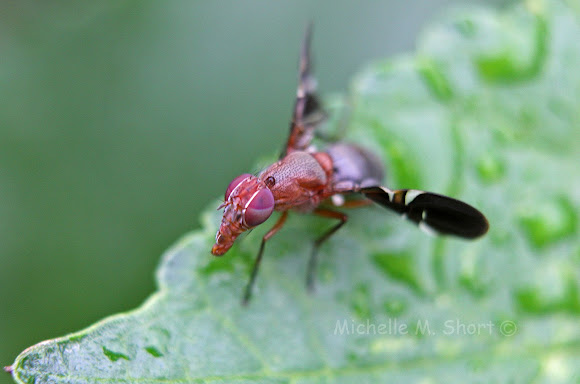 Picture Wing Fly - Delphinia picta | Project Noah