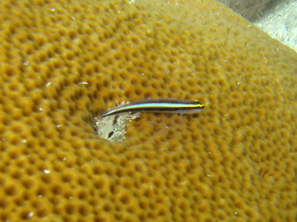 Cleaning Goby | Project Noah