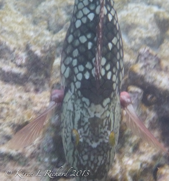 Stoplight parrotfish (initial phase) | Project Noah