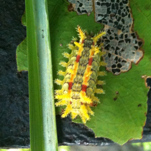 Spiny Oak-Slug | Project Noah