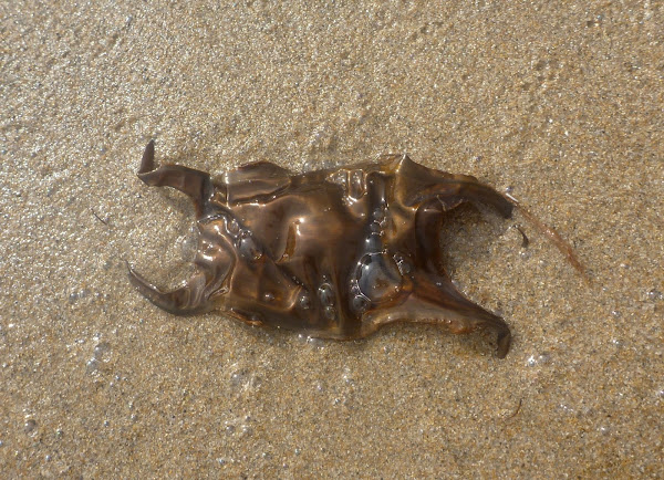 Huevo de raya. Egg ray | Project Noah