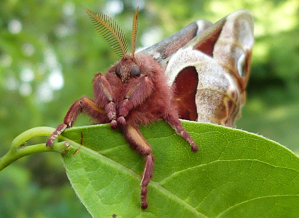 Promethea Silk Moth | Project Noah