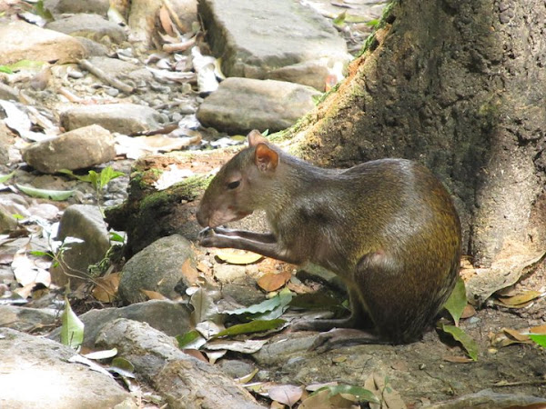 "Guatusa" or "Cherenga" | Project Noah