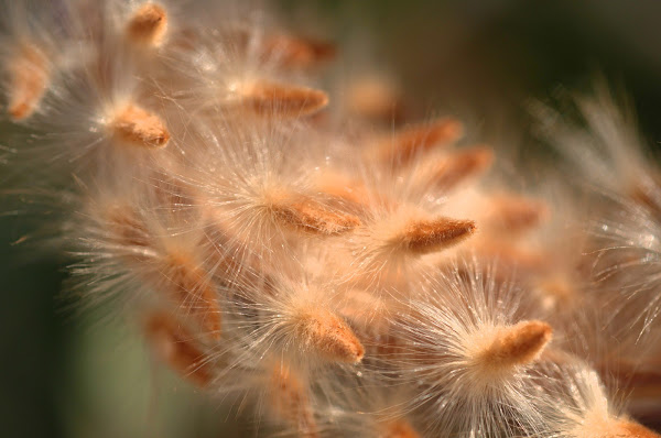 Oleander seeds, adelfa | Project Noah