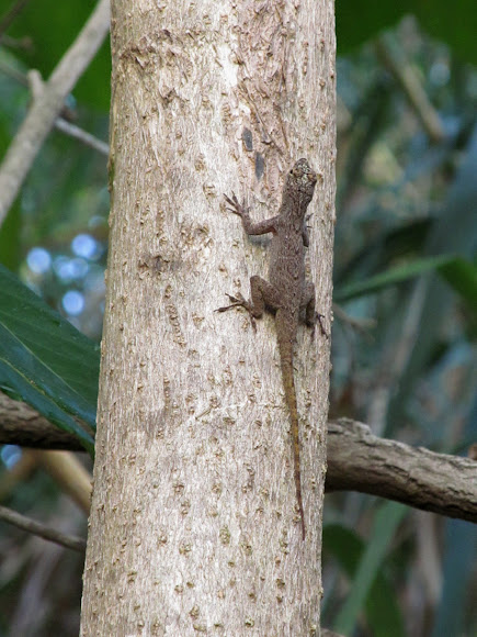Bark Anole | Project Noah