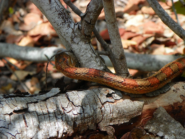Red Rat Snake (Corn snake) | Project Noah