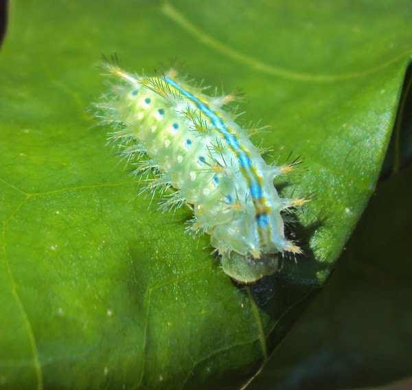 Stinging Nettle Caterpillar | Project Noah