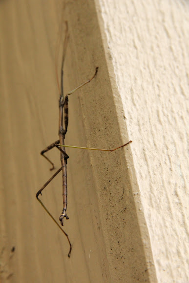 New Zealand Stick Insect | Project Noah