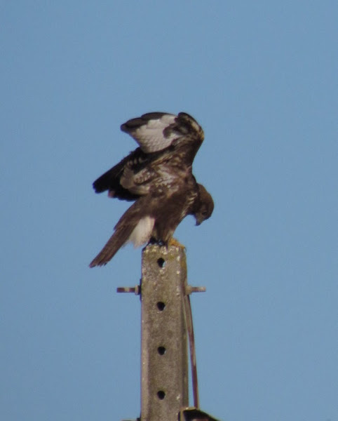 Common buzzard | Project Noah