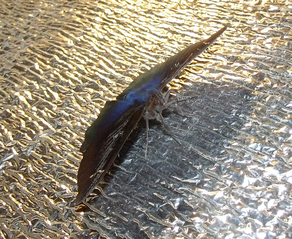 Erebus Moth (& House Gecko) | Project Noah