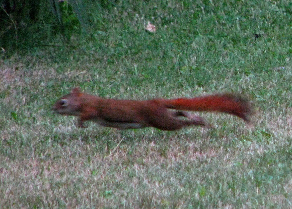 Red Squirrel | Project Noah