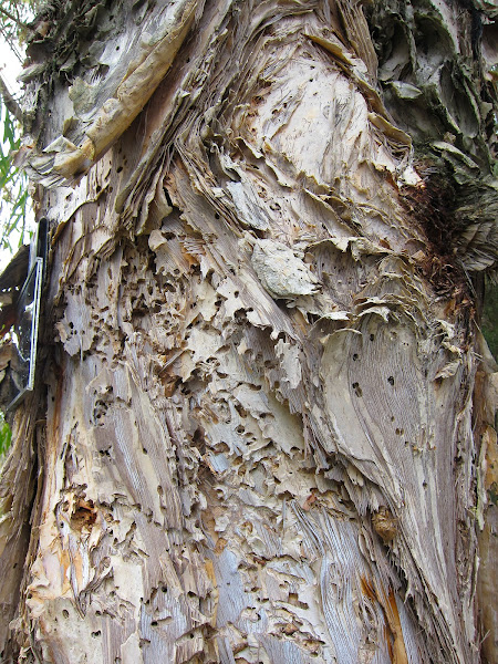 Silver-leaved Paperbark | Project Noah