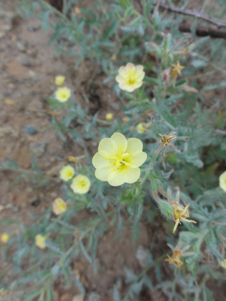 Cutleaf Evening Primrose | Project Noah