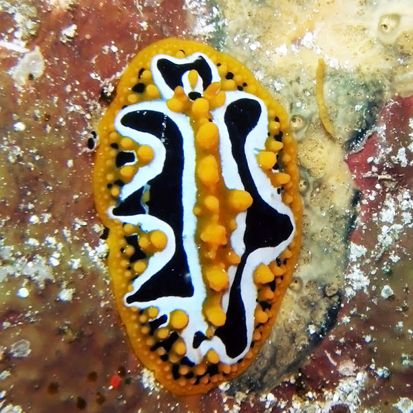 Opisthobranchs & Nudibranchs of the World | Project Noah