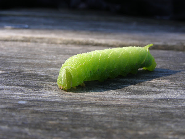 Big Poplar Sphinx moth caterpillar | Project Noah