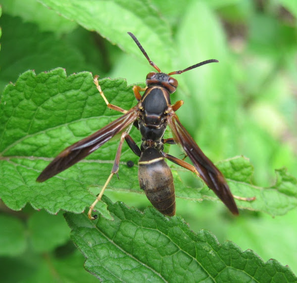 Northern Paper Wasp, female | Project Noah