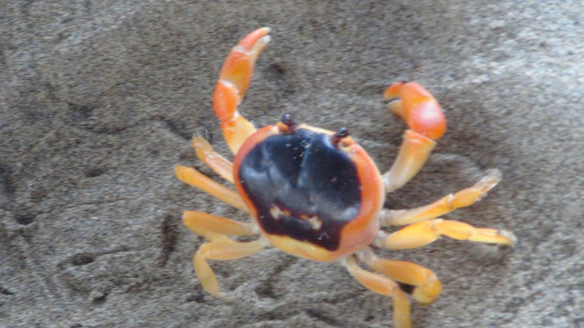 Blackback Land Crab | Project Noah