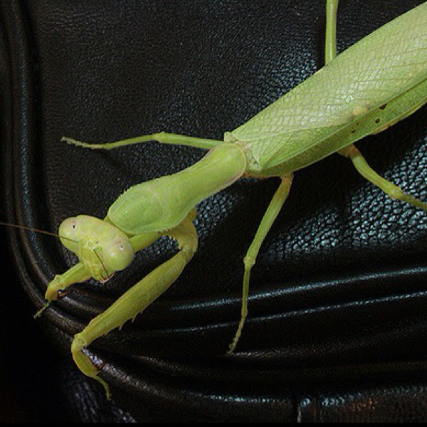 Sphodromantis lineola | Project Noah