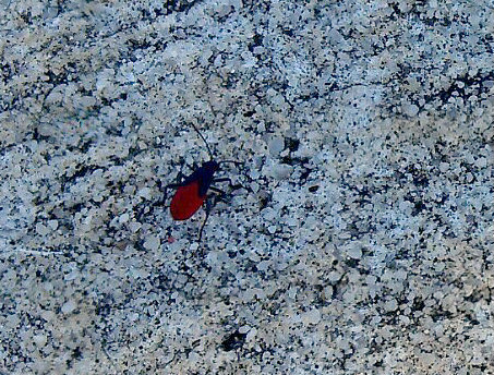 Red-shouldered Bug | Project Noah