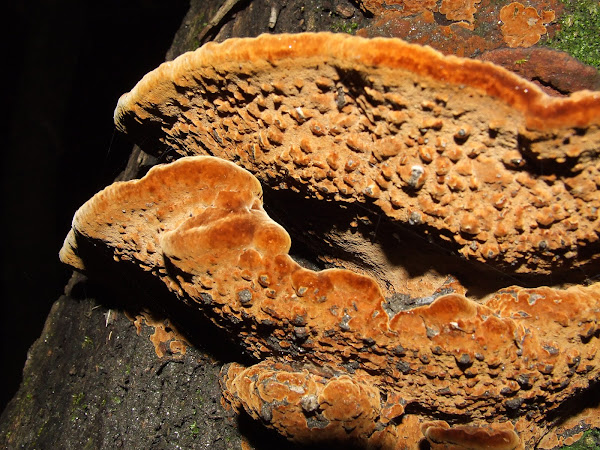 Bracket fungus | Project Noah