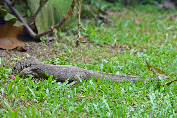 Clouded monitor | Project Noah