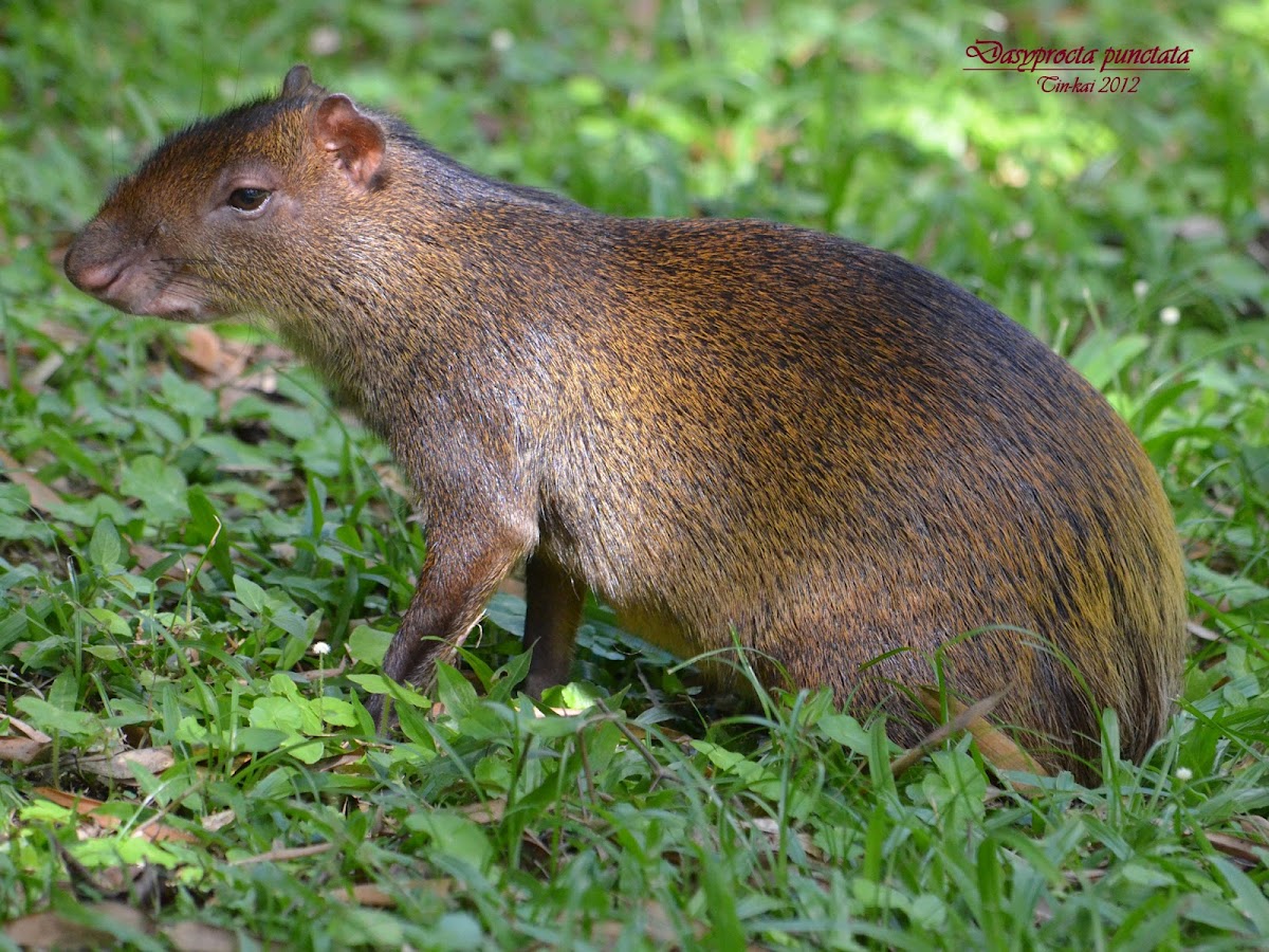 Ñeque, Guatuza | Project Noah