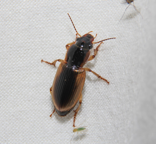 Seedcorn Beetle | Project Noah