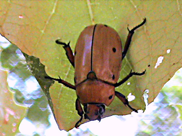 Beetle - Grapevine Beetle | Project Noah