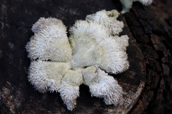 Split Gill | Project Noah