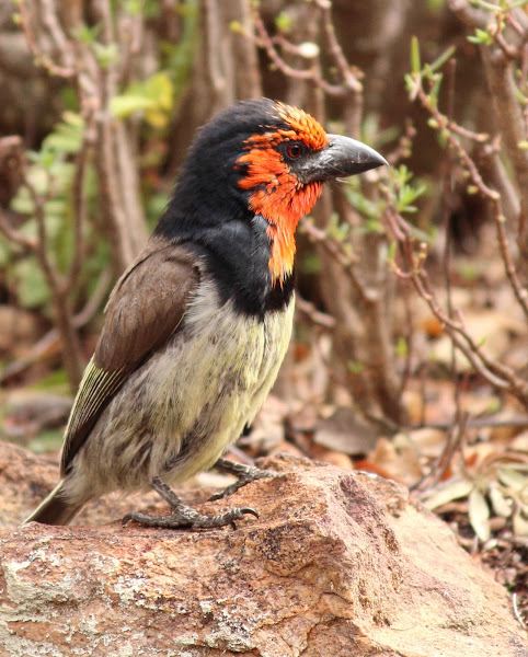 Black-collared Barbet | Project Noah