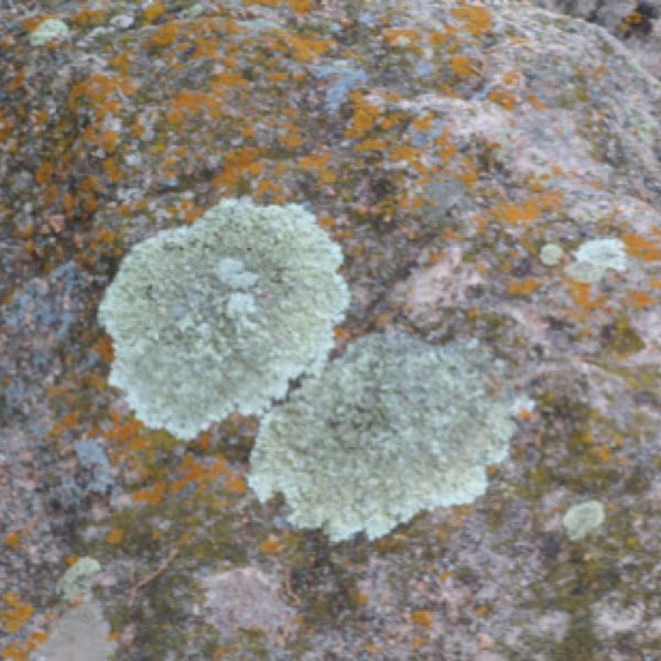 Lichen | Project Noah
