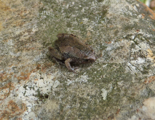 Eastern narrow-mouthed toad | Project Noah