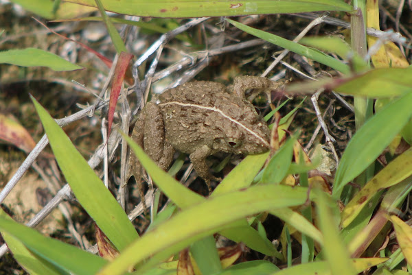Indian Rice Frog | Project Noah
