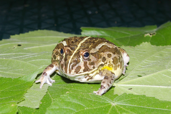 Edible Bullfrog | Project Noah
