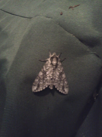 Waved Sphinx | Project Noah