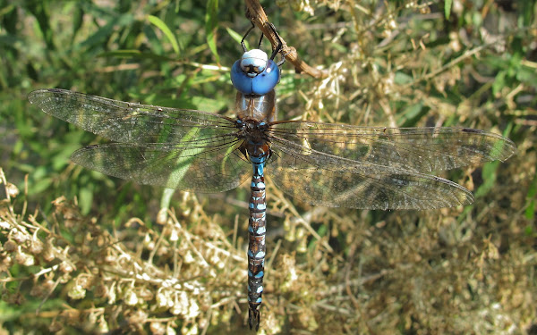 Blue-eyed Darner (male) | Project Noah