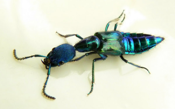 Rove beetle | Project Noah