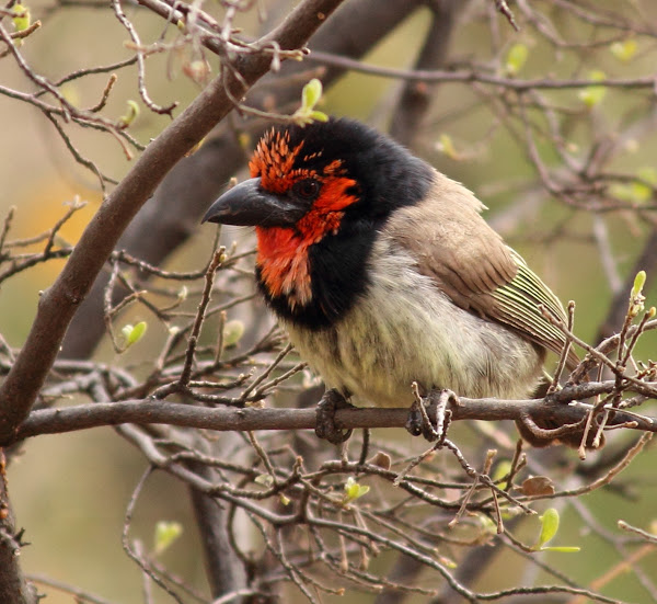 Black-collared Barbet | Project Noah