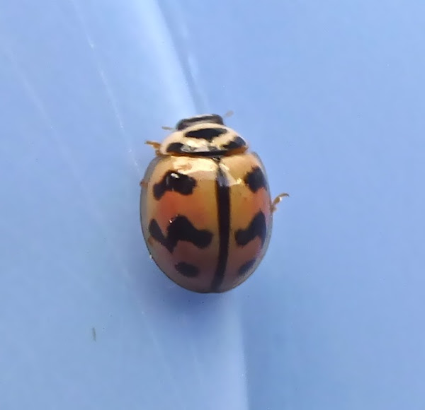 Six-Spotted ZigZag Ladybird | Project Noah