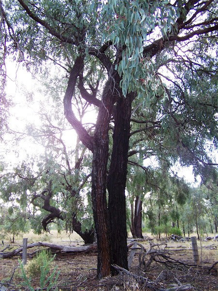 Mugga Ironbark tree | Project Noah