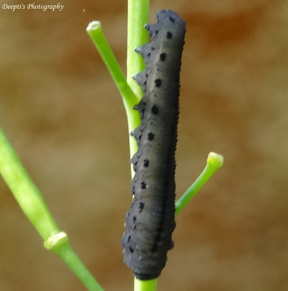 Mustard Sawfly Larva | Project Noah