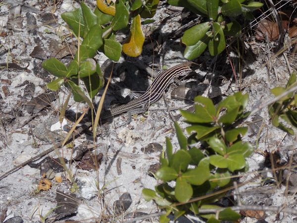Six-Lined Racerunner | Project Noah