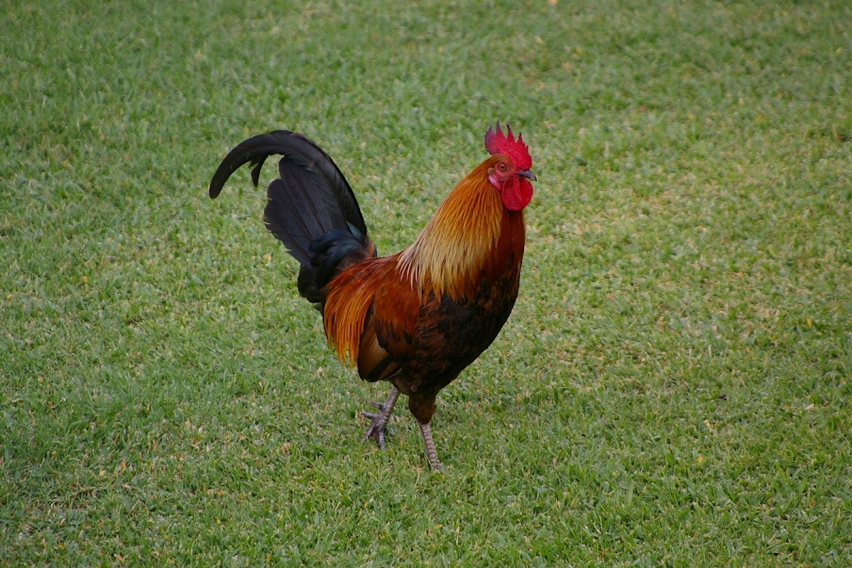 Red Junglefowl | Project Noah