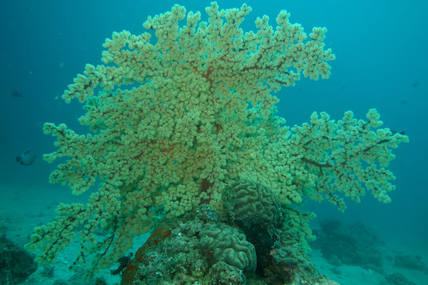 Soft Tree Corals | Project Noah