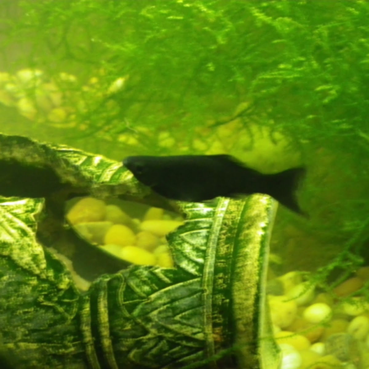 Black molly | Project Noah